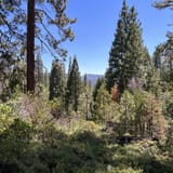 Boole Tree Loop, California - 139 Reviews, Map | AllTrails