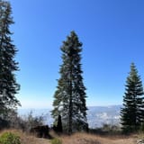 Boole Tree Loop, California - 139 Reviews, Map | AllTrails