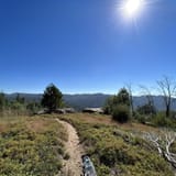 Boole Tree Loop, California - 185 Reviews, Map | AllTrails