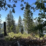 Boole Tree Loop, California - 185 Reviews, Map | AllTrails