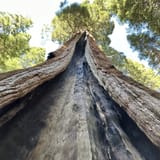 Boole Tree Loop, California - 139 Reviews, Map | AllTrails