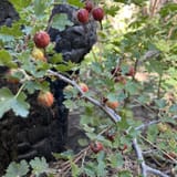 Boole Tree Loop, California - 139 Reviews, Map | AllTrails