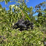 Boole Tree Loop, California - 139 Reviews, Map | AllTrails