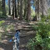 Boole Tree Loop, California - 139 Reviews, Map | AllTrails