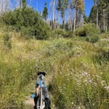 Boole Tree Loop, California - 139 Reviews, Map | AllTrails