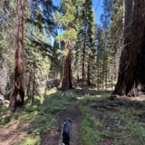 Boole Tree Loop, California - 139 Reviews, Map | AllTrails