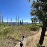 Boole Tree Loop, California - 139 Reviews, Map | AllTrails