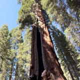Boole Tree Loop, California - 139 Reviews, Map | AllTrails