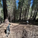 Boole Tree Loop, California - 139 Reviews, Map | AllTrails