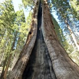 Boole Tree Loop, California - 139 Reviews, Map | AllTrails