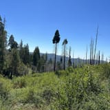 Boole Tree Loop, California - 139 Reviews, Map | AllTrails