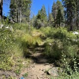 Boole Tree Loop, California - 157 Reviews, Map | AllTrails