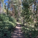 Boole Tree Loop, California - 157 Reviews, Map | AllTrails