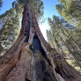 Boole Tree Loop, California - 157 Reviews, Map | AllTrails