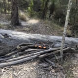 Toohey and Nathan Ridge Track , Queensland, Australia - 554 Reviews ...