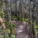 Beaver Brook Trail to Mount Moosilauke, New Hampshire - 1,225 Reviews ...
