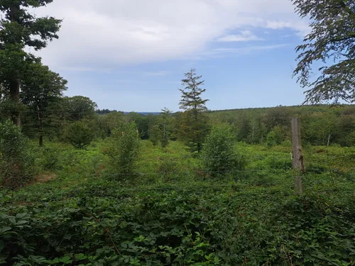 Best Historic Site Trails in Forêt domaniale de Saint-Sever | AllTrails