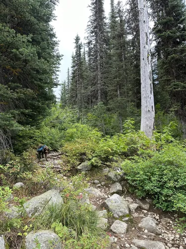 Best 10 Hikes and Trails in Selway-Bitterroot Wilderness | AllTrails