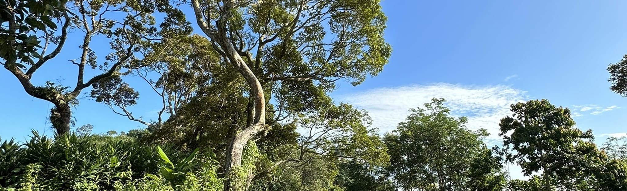 Tingkat Paya Terubong ke Bukit Rimbah: 385 Fotos - Penang, Malaysia ...