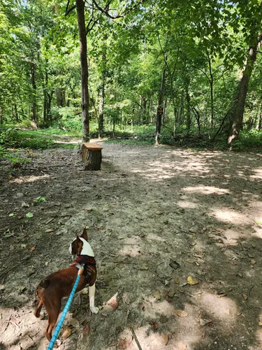 Najlepsze wycieczki i szlaki w Wildcat Den State Park | AllTrails