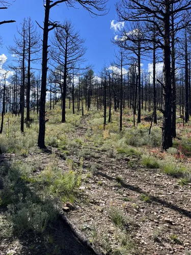 Best Hikes and Trails in Rociada | AllTrails