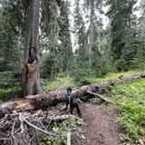 Thorp Lake via Thorp Creek Trail, Washington - 173 Reviews, Map | AllTrails