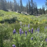 Ten Lakes Trail, California - 529 Reviews, Map | AllTrails