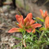 Campbell Mesa Loop, Arizona - 1,192 Reviews, Map | AllTrails