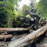 Miner's Ridge Trail, Clintonia Trail, and Gold Bluffs Beach Loop ...