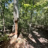 Pigeon Roost Trail, Arkansas - 1,013 Reviews, Map | AllTrails