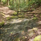 Pinnacle Overlook Trail, Kentucky - 196 Reviews, Map | AllTrails