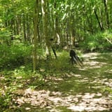 Bloodroot Trail, Indiana - 556 Reviews, Map | AllTrails