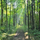 Bloodroot Trail, Indiana - 556 Reviews, Map | AllTrails