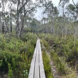 Cooloola Great Walk: Segment 1, Queensland, Australia - 156 Reviews ...