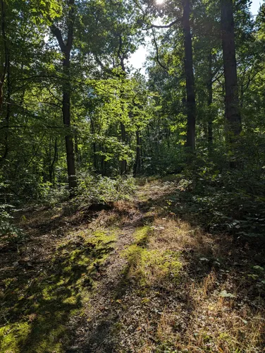 Best Walking Trails in Blean Woods Nature Reserve | AllTrails