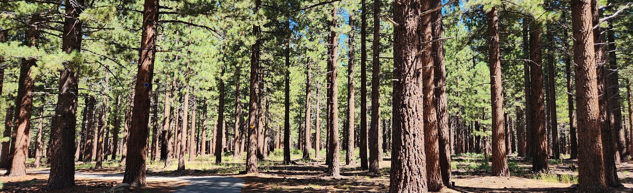 Shady Rest Loop Trail, California - 134 Reviews, Map | AllTrails