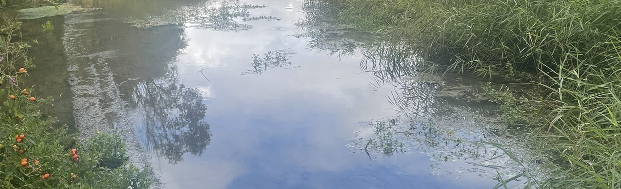 Fowlmere Nature Reserve Circular, Hertfordshire, England - 22 Reviews ...