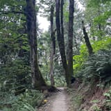 Big Tree Ridge Trail, Washington - 481 Reviews, Map | AllTrails
