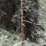 Big Tree Ridge Trail, Washington - 481 Reviews, Map | AllTrails