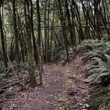 Big Tree Ridge Trail, Washington - 481 Reviews, Map | AllTrails