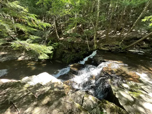Best Hikes and Trails in Partridge Run Wildlife Management Area | AllTrails