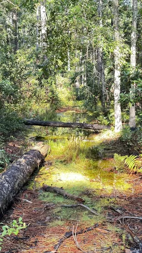 Best Hikes and Trails in Victoria Bluff Heritage Preserve | AllTrails