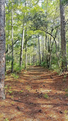 Best Hikes and Trails in Victoria Bluff Heritage Preserve | AllTrails