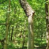 Cherokee Park Loop, Kentucky - 1,610 Reviews, Map | AllTrails