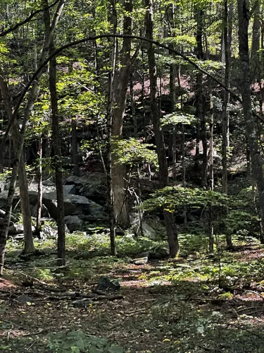 Best Hikes and Trails in Buffam Brook Community Forest | AllTrails