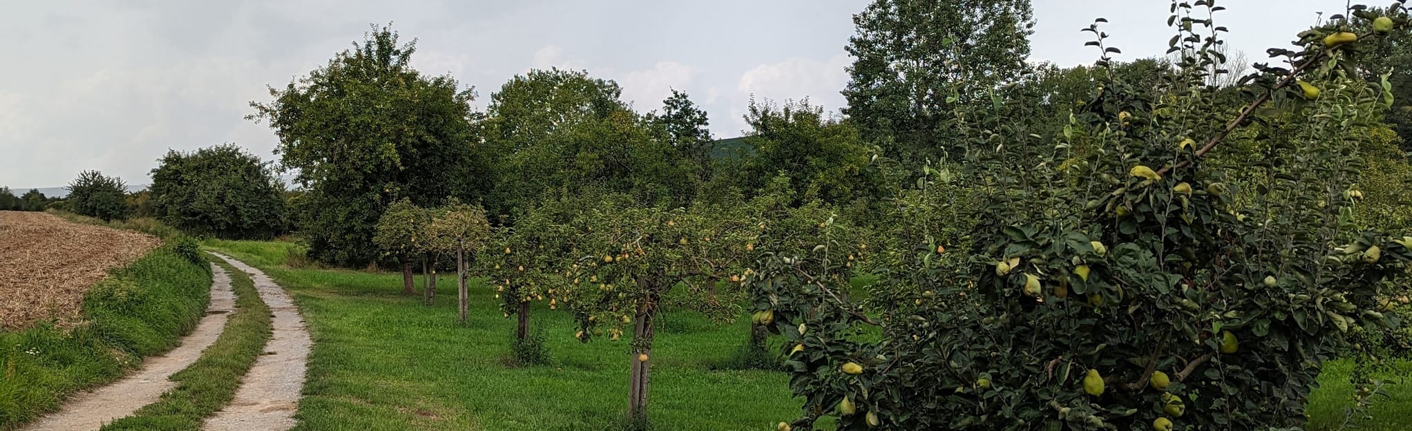 Astheimer Quittenlehrpfad, Bavaria, Germany - 2 Reviews, Map | AllTrails