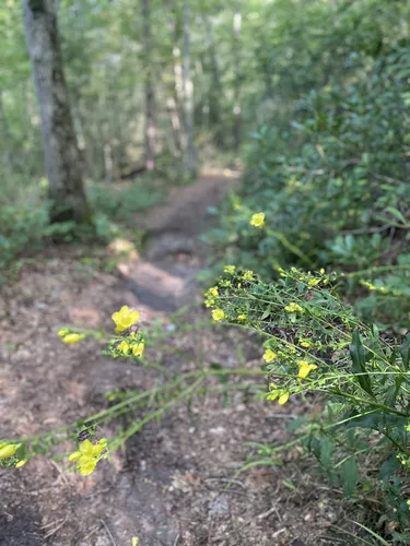 Best Hikes and Trails in Obed Wild and Scenic River | AllTrails