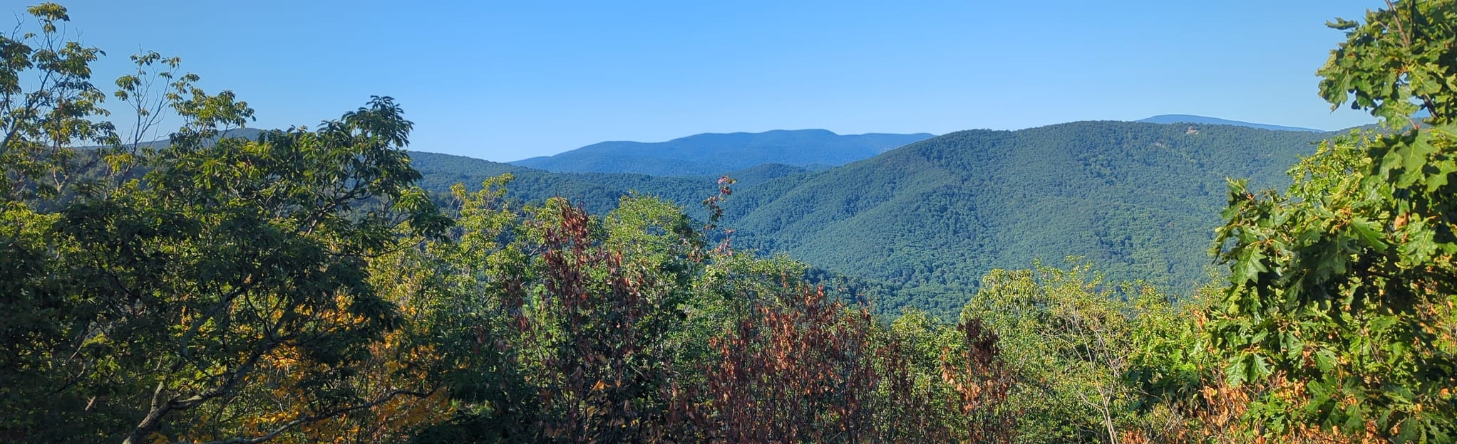 Buck Ridge Trail: 443 fotos - Virgínia | AllTrails