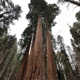 Muir Grove Trail, California - 354 Reviews, Map | AllTrails