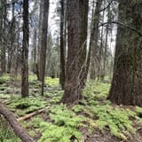 Muir Grove Trail, California - 354 Reviews, Map | AllTrails